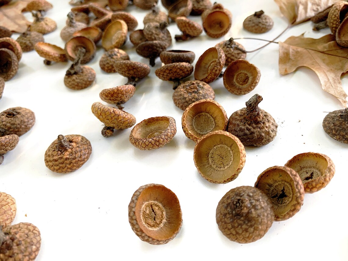 Extra Large Acorn Caps XL Acorn Tops Giant Red Oak Acorns Vase - Etsy