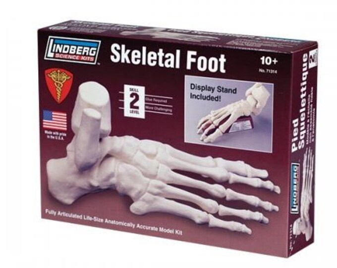 Human Skeletal Foot, Lindberg Science MODEL KIT 71314 NIB Fully ...
