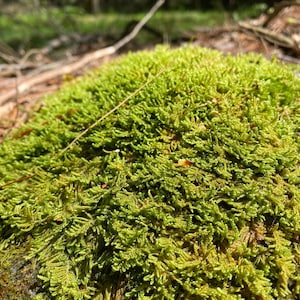 Assorted Live Moss | Fairy Garden Moss | Terrarium Plants | Vivarium ...