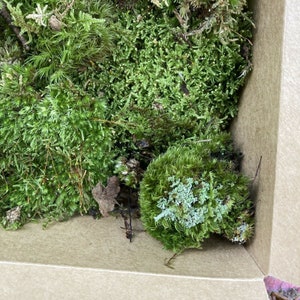 Assorted Live Moss Fairy Garden Moss Terrarium Plants Vivarium Moss ...