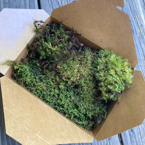 Terrarium Moss Variety Box – Live Moss Collection for Terrariums ...
