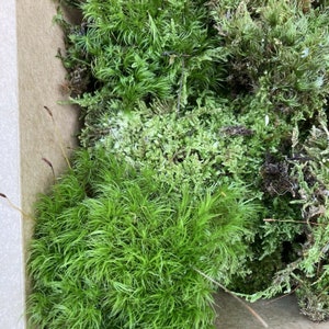 Assorted Live Moss | Fairy Garden Moss | Terrarium Plants | Vivarium ...