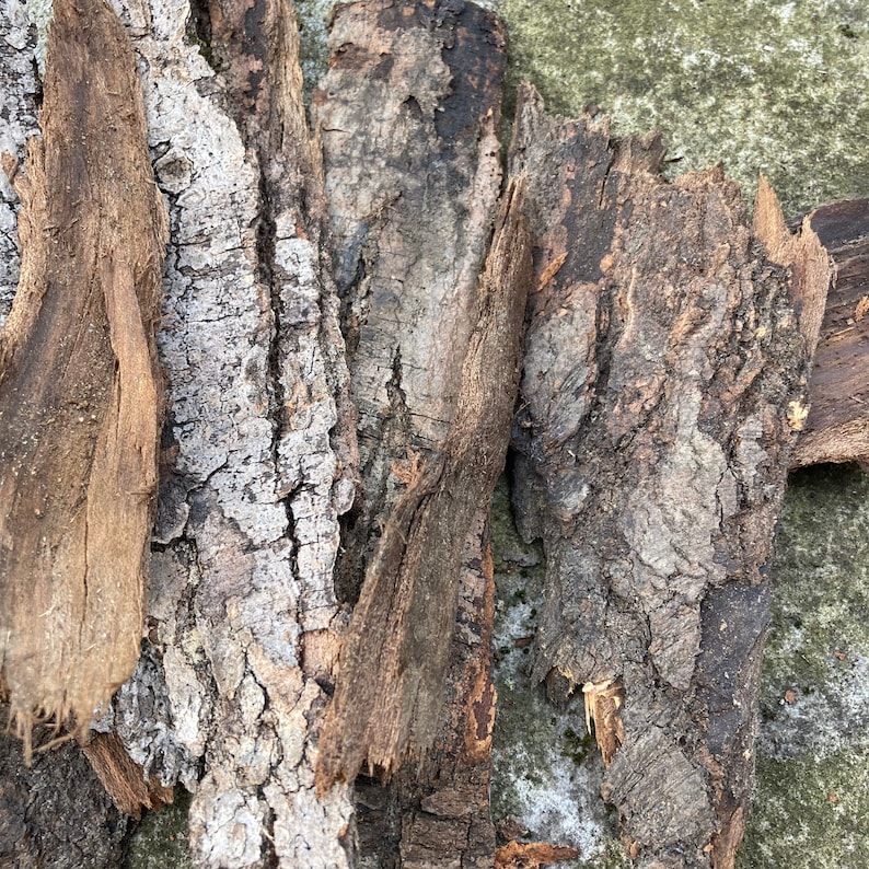 Hardwood Tree Bark | Fairy Garden Decor | Terrarium Bark | Dried Tree ...