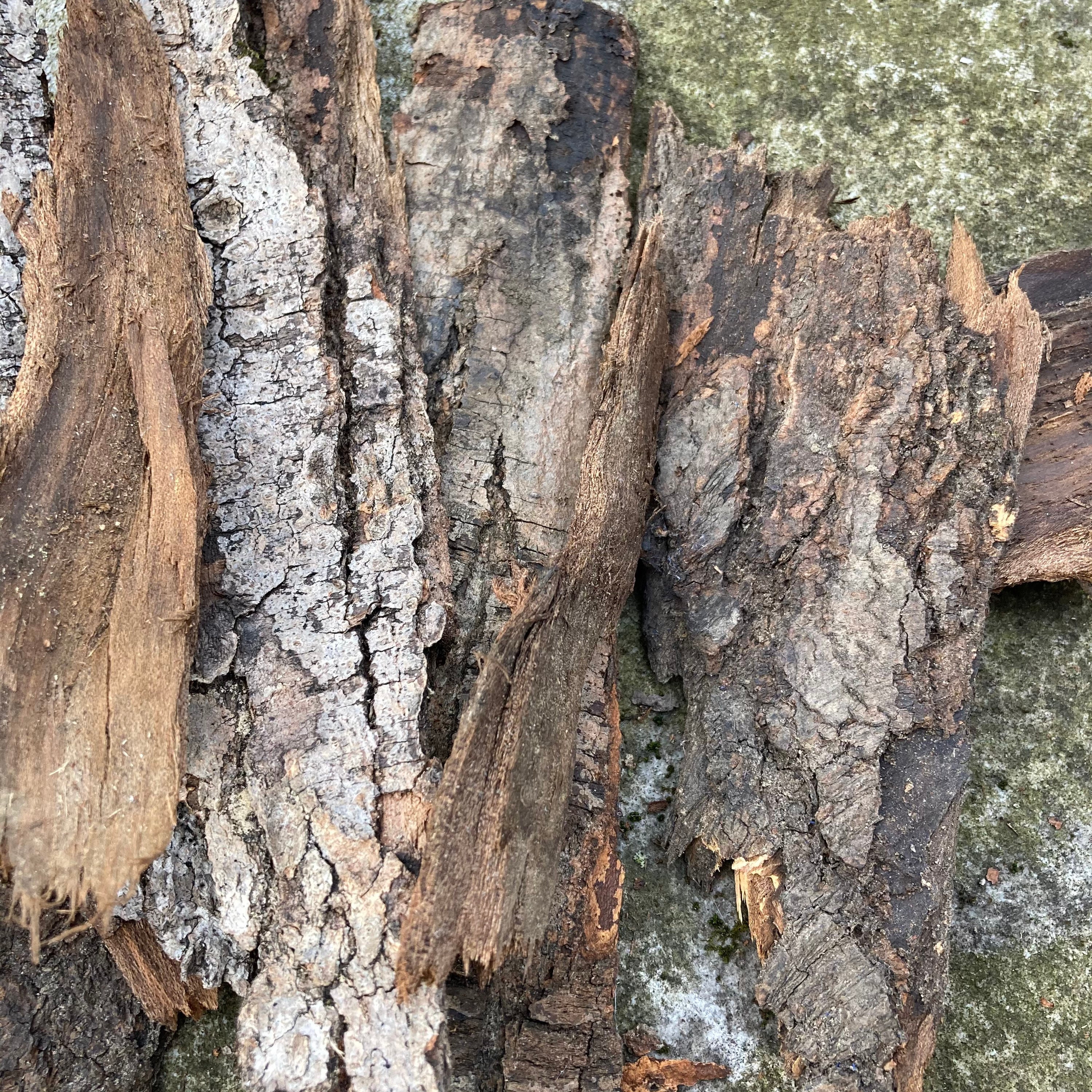Hardwood Tree Bark | Fairy Garden Decor | Terrarium Bark | Dried Tree ...