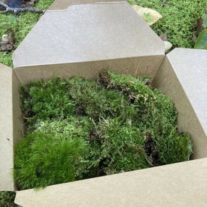 Assorted Live Moss | Fairy Garden Moss | Terrarium Plants | Vivarium ...