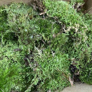 Assorted Live Moss | Fairy Garden Moss | Terrarium Plants | Vivarium ...
