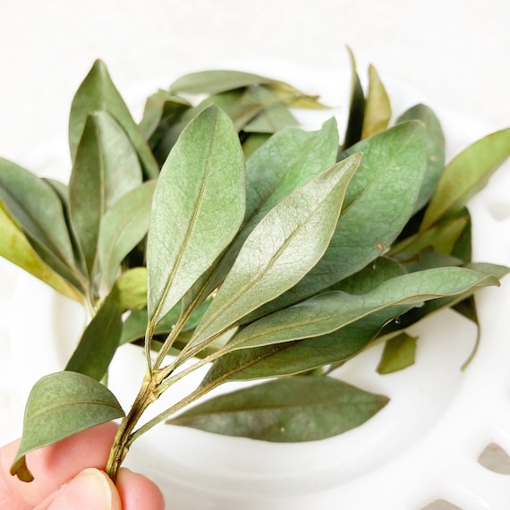 Kalmia Latifolia Leaves
