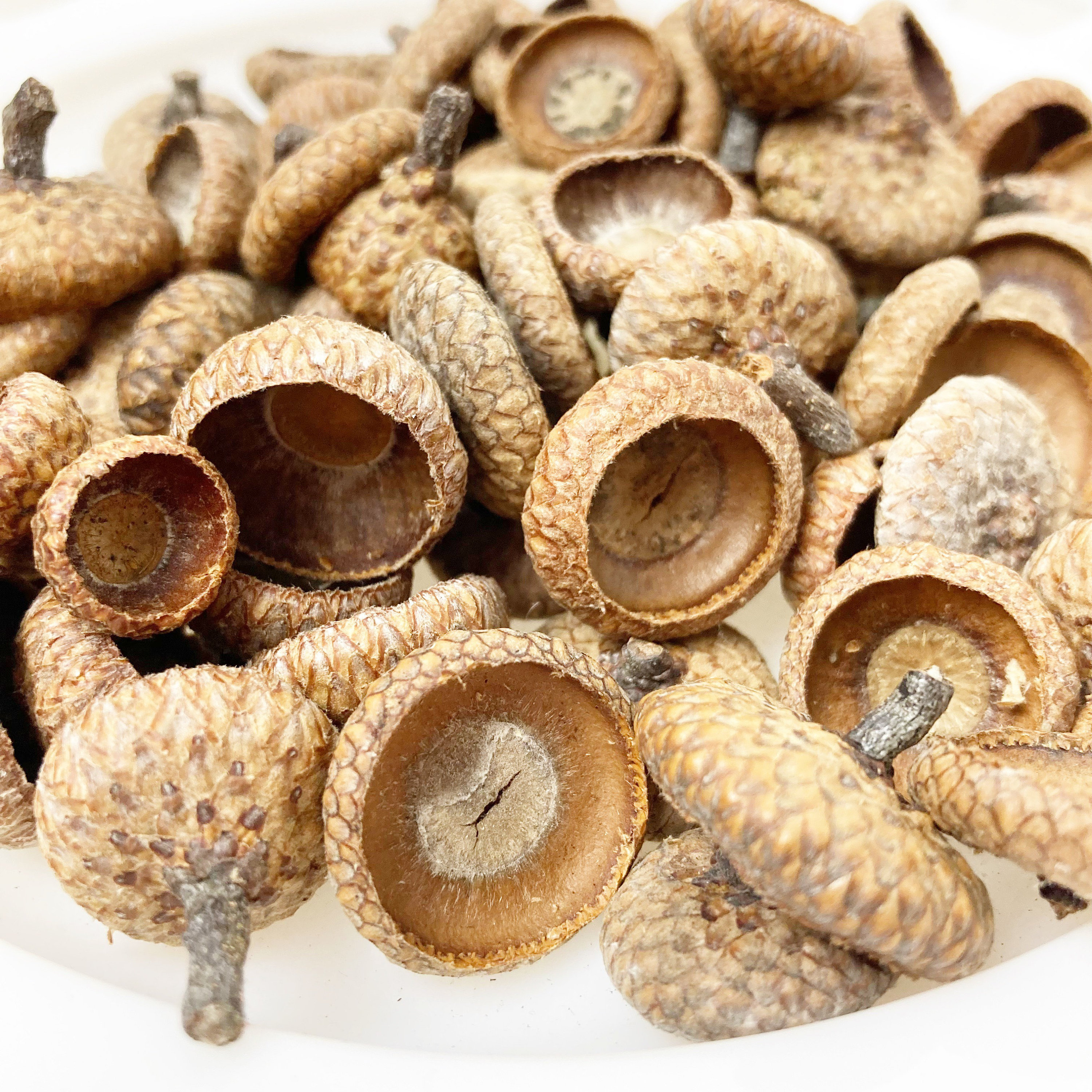 Acorn Caps From Oak Assorted Species 1 Cup Approx 75 Caps - Etsy