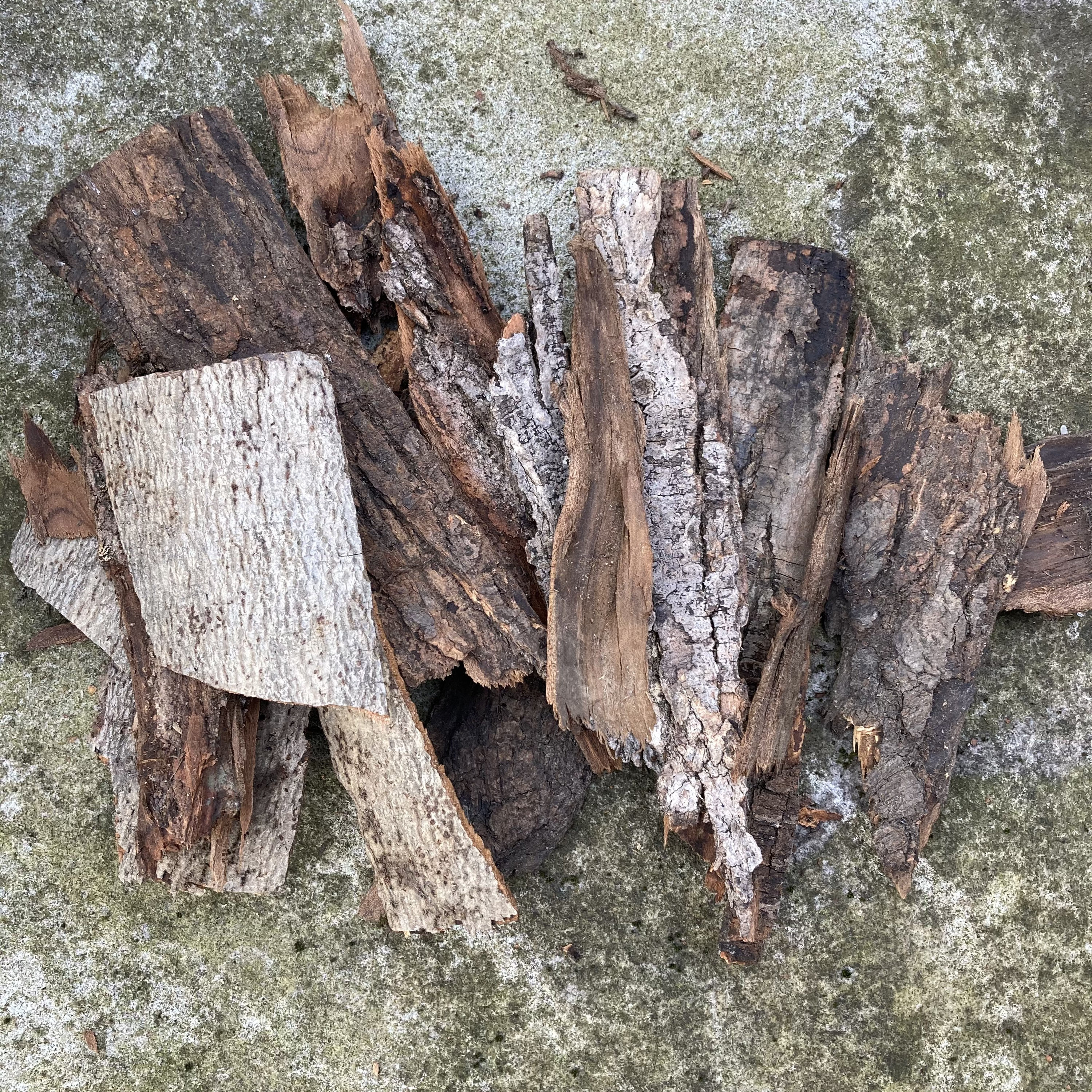 Hardwood Tree Bark | Fairy Garden Decor | Terrarium Bark | Dried Tree ...
