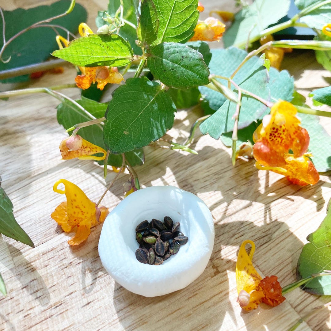 25 Jewelweed Seeds (impatiens Capensis) | Touch-me-not Wildflower ...