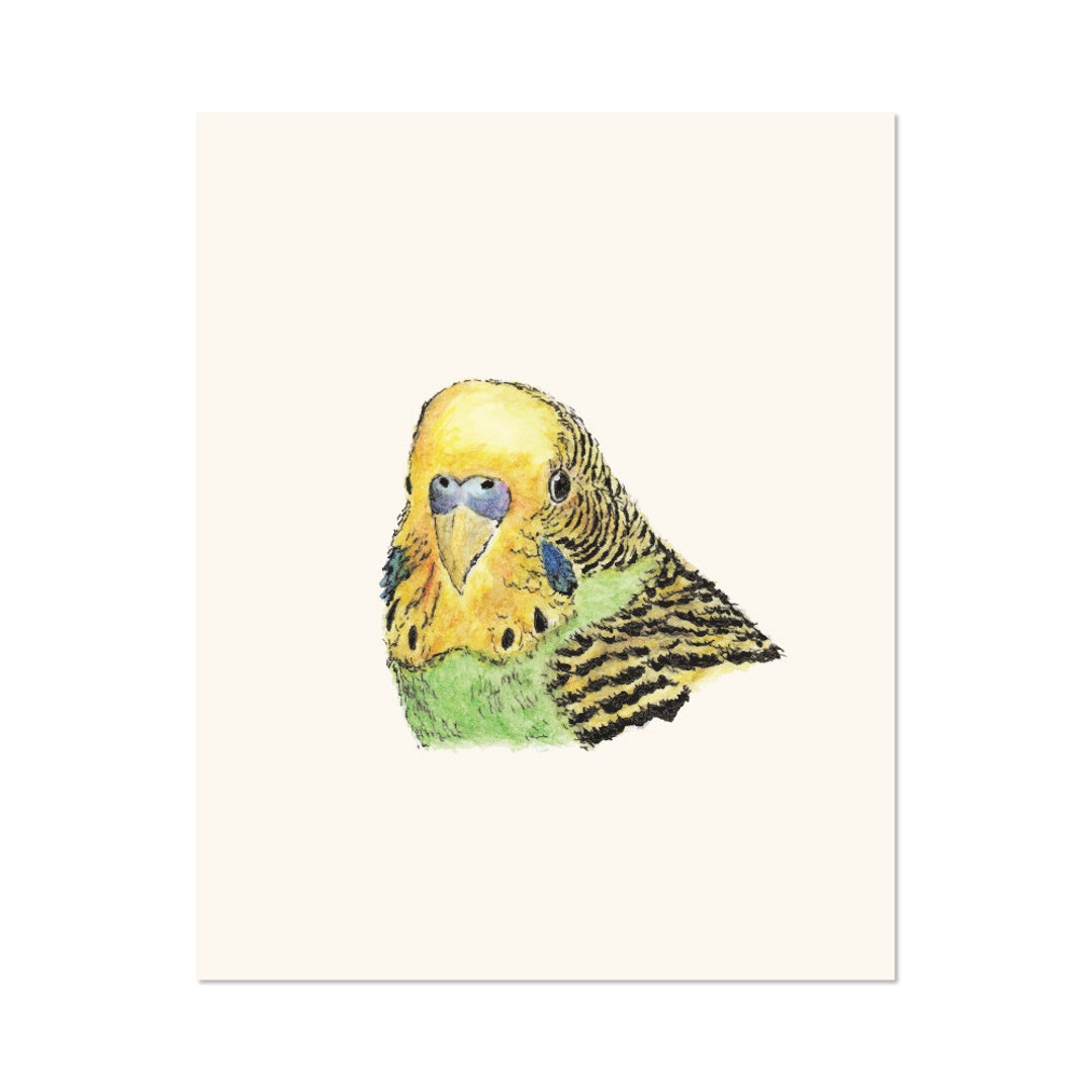 Parakeet 8x10 Unframed Bird Art Print Animal Watercolor Illustration ...