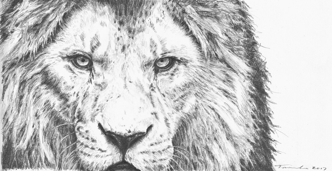 Graphite Drawing / 10 X 20 / Animal / Graphite Lion Drawing/ Graphite ...