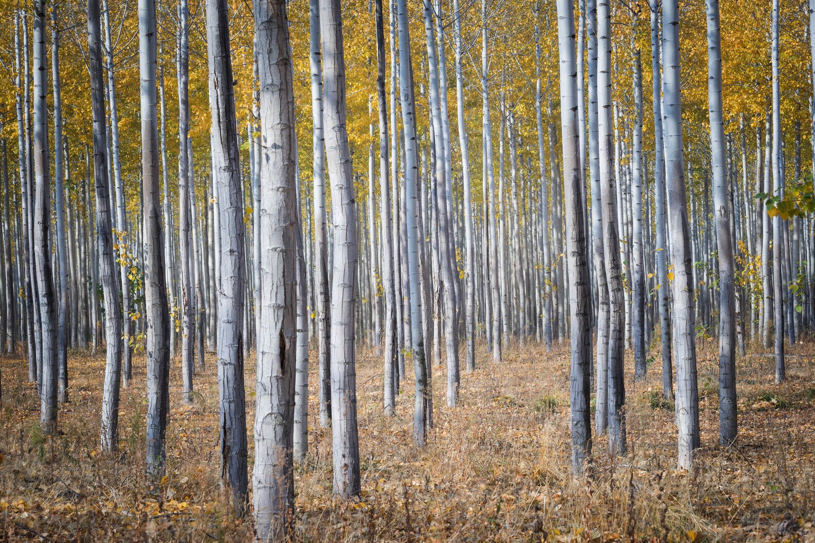 Poplar Tree Farm During Fall -oregon -fall Colors -PNW Photos ...