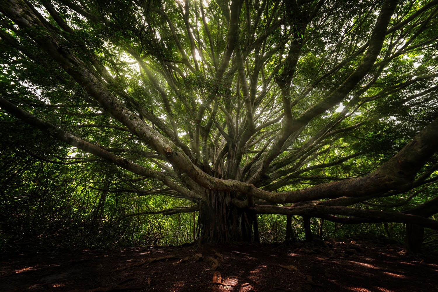Matt Roberg Photography -maui Banayan Tree -pipiwai Trail Bamboo Forest ...
