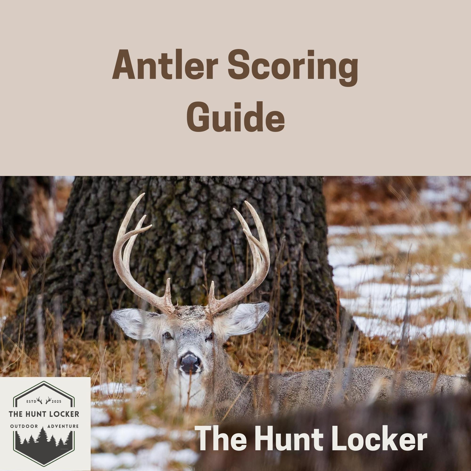 Antler Scoring Guide: Official Methods and DIY Tips for Measuring ...