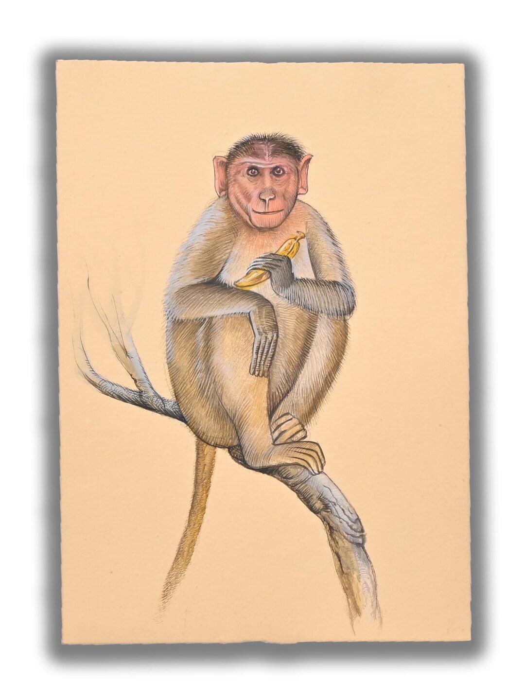 Baby Monkey Macaque Animal Painting Handmade Art 8.8 X 6 in "pn13172 ...