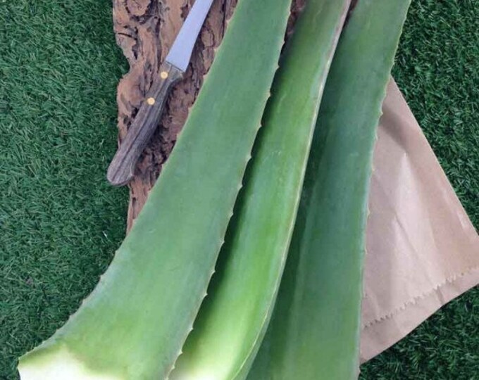 3 Aloe Vera (aloe Barbadensis)fresh Organic Leaves (pack of 3)size of ...