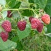 3 Raspberry Plants "joan J"-completely Thornless, Everbearing, High ...