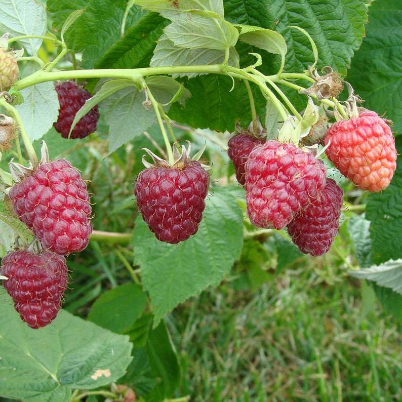 5 Raspberry Plants Joan J Completely Thornless Everbearing - Etsy