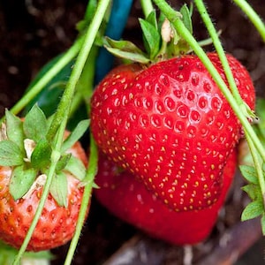 50 Earliglow Strawberry Plants-earliest, High-yielding Berry(pack of 50 ...