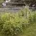 5 Raspberry Plants Joan J - Completely Thornless, Everbearing, High ...