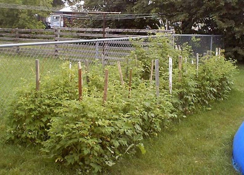 5 Raspberry Plants Joan J Completely Thornless Everbearing - Etsy