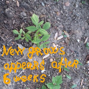 Raspberry Joan J-rootstock - Completely Thornless, Everbearing, High ...