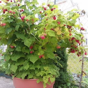 3 Raspberry Plants "joan J"-completely Thornless, Everbearing, High ...