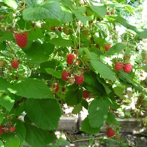 5 Raspberry Plants Joan J - Completely Thornless, Everbearing, High ...