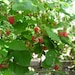 5 Raspberry Plants Joan J - Completely Thornless, Everbearing, High ...