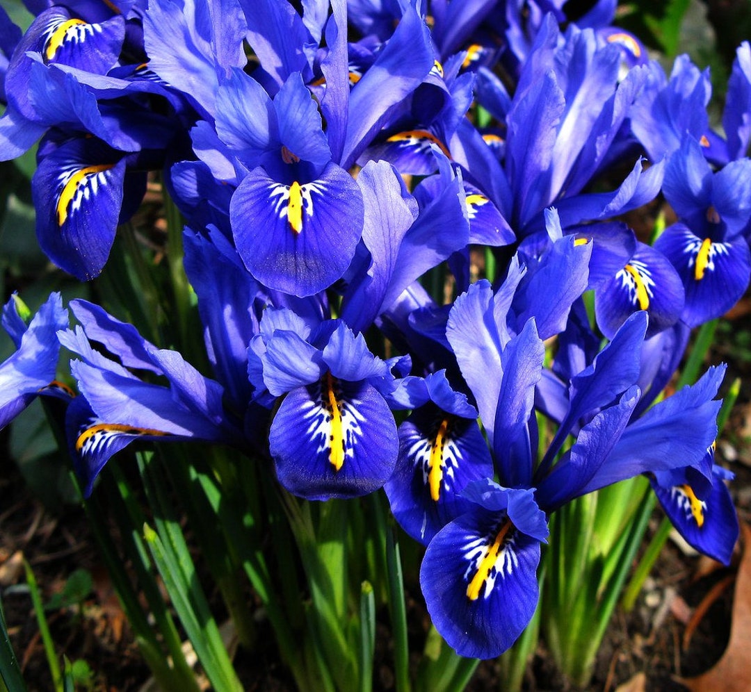 12 Iris Reticulata Alida-amazingly Large Flowers (pack of 12 Bulbs)dear ...