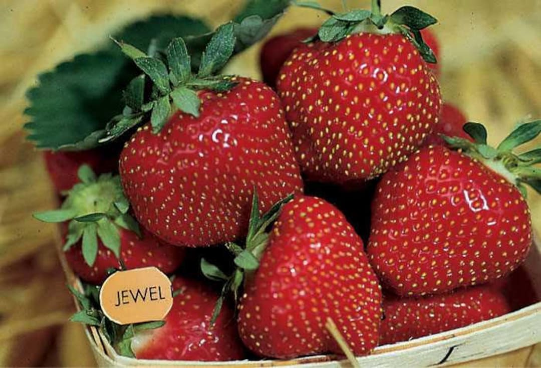 12 Strawberry Plants Jewel-superb Quality and Flavor(bundle of 12 Bare ...