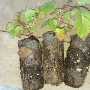 3 Raspberry Plants "royalty Purple"-large, High-quality Fruit (3 Large ...