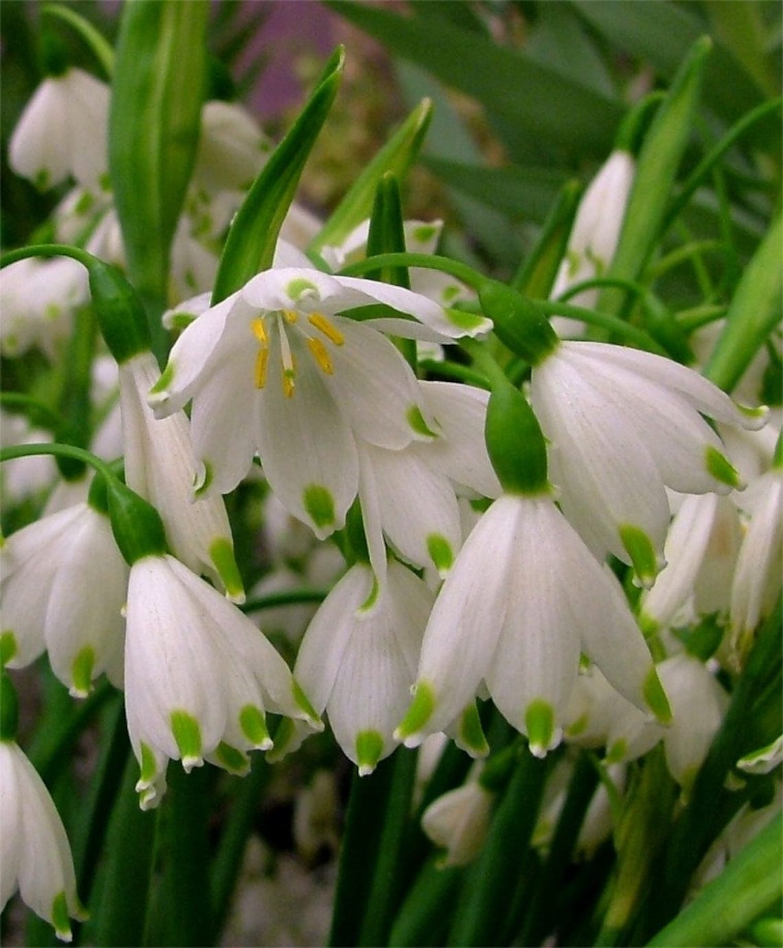 6 Bulbs Leucojum Aestivum-summer Snowflake(pack of 6 Lrg Bulbs ...