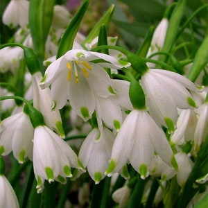 12 Bulbs Leucojum Aestivum -summer Snowflake(pack of 12 Large Bulbs ...