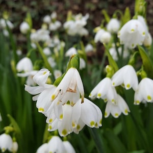 12 Bulbs Leucojum Aestivum -summer Snowflake(pack of 12 Large Bulbs ...