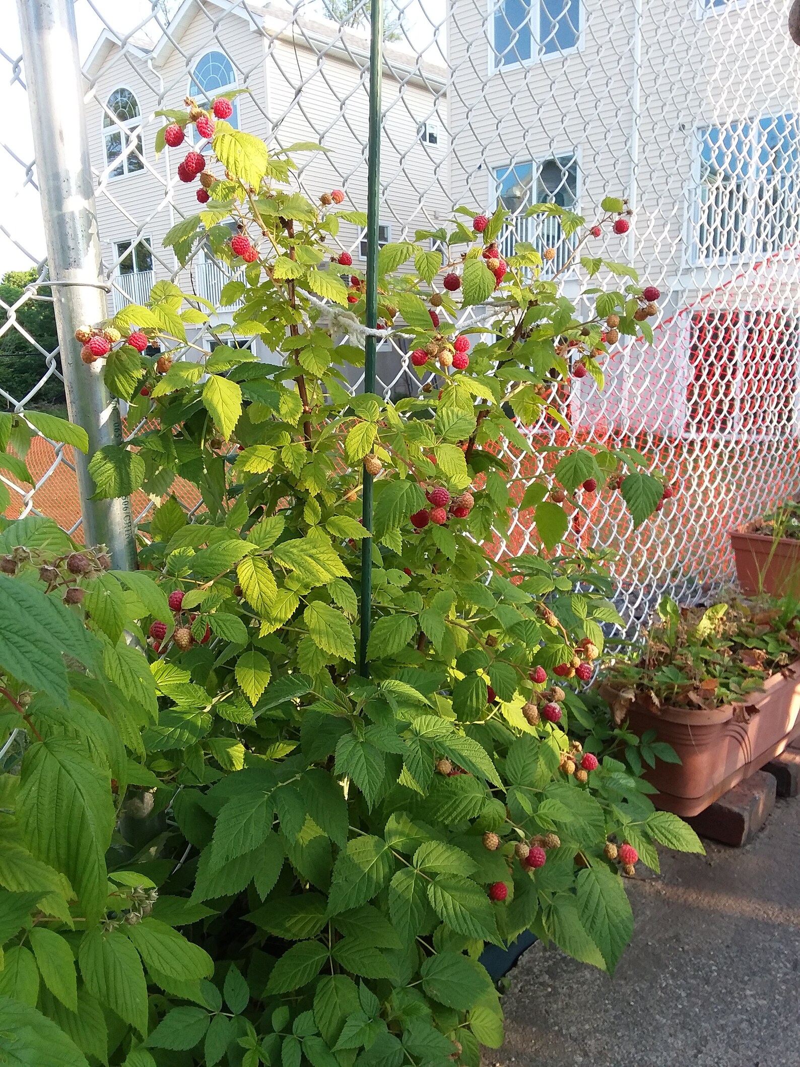 3 Raspberry Plants heritage Everbearing Red3 - Etsy