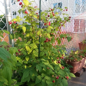 3 Raspberry Plants "heritage" Everbearing, Red(3 Large, 1 Year Old ...
