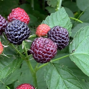 3 Black Raspberry Plants "jewel"-high-quality Fruit (3 Large 1 Year Old ...