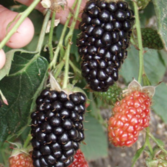 Best Black Raspberry Plants
