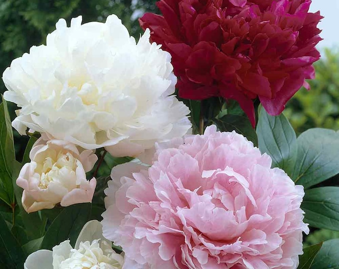 3 Peony Plants- Double Peony Mix(white, Pink, Red) 2-3 Eye (pack of 3 ...