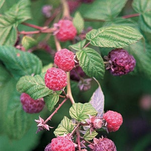 3 Raspberry Plants "royalty Purple"-large, High-quality Fruit (3 Large ...