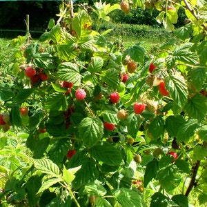 5 Heritage Everbearing Red Raspberry Plants (5 Large 1 Year Old Bare ...