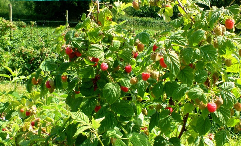 5 Heritage Everbearing Red Raspberry Plants 5 Large 1 Year - Etsy