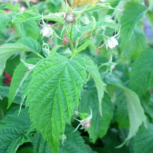 3 Raspberry Plants "joan J"-completely Thornless, Everbearing, High ...
