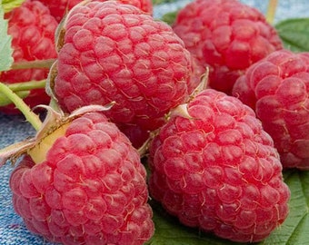 Raspberry Joan J-rootstock - Completely Thornless, Everbearing, High ...