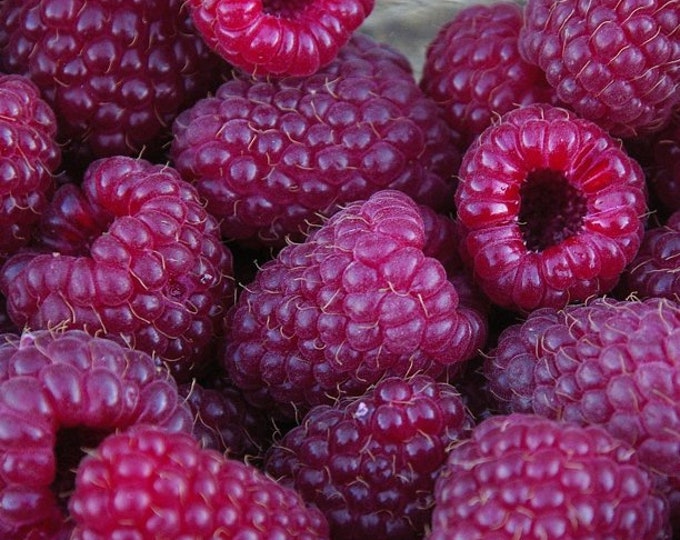 3 Raspberry Plants "royalty Purple"-large, High-quality Fruit (3 Large ...