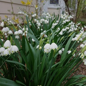 12 Bulbs Leucojum Aestivum -summer Snowflake(pack of 12 Large Bulbs ...