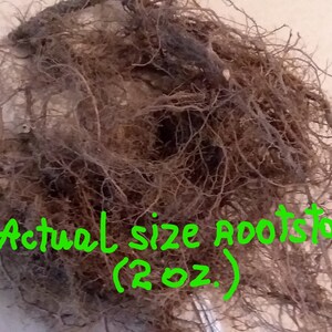 Raspberry Joan J-rootstock - Completely Thornless, Everbearing, High ...