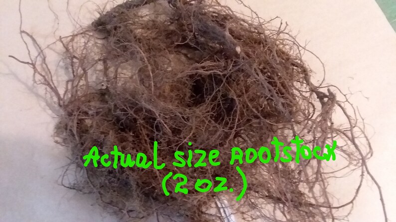 Raspberry Joan J-rootstock - Completely Thornless, Everbearing, High ...